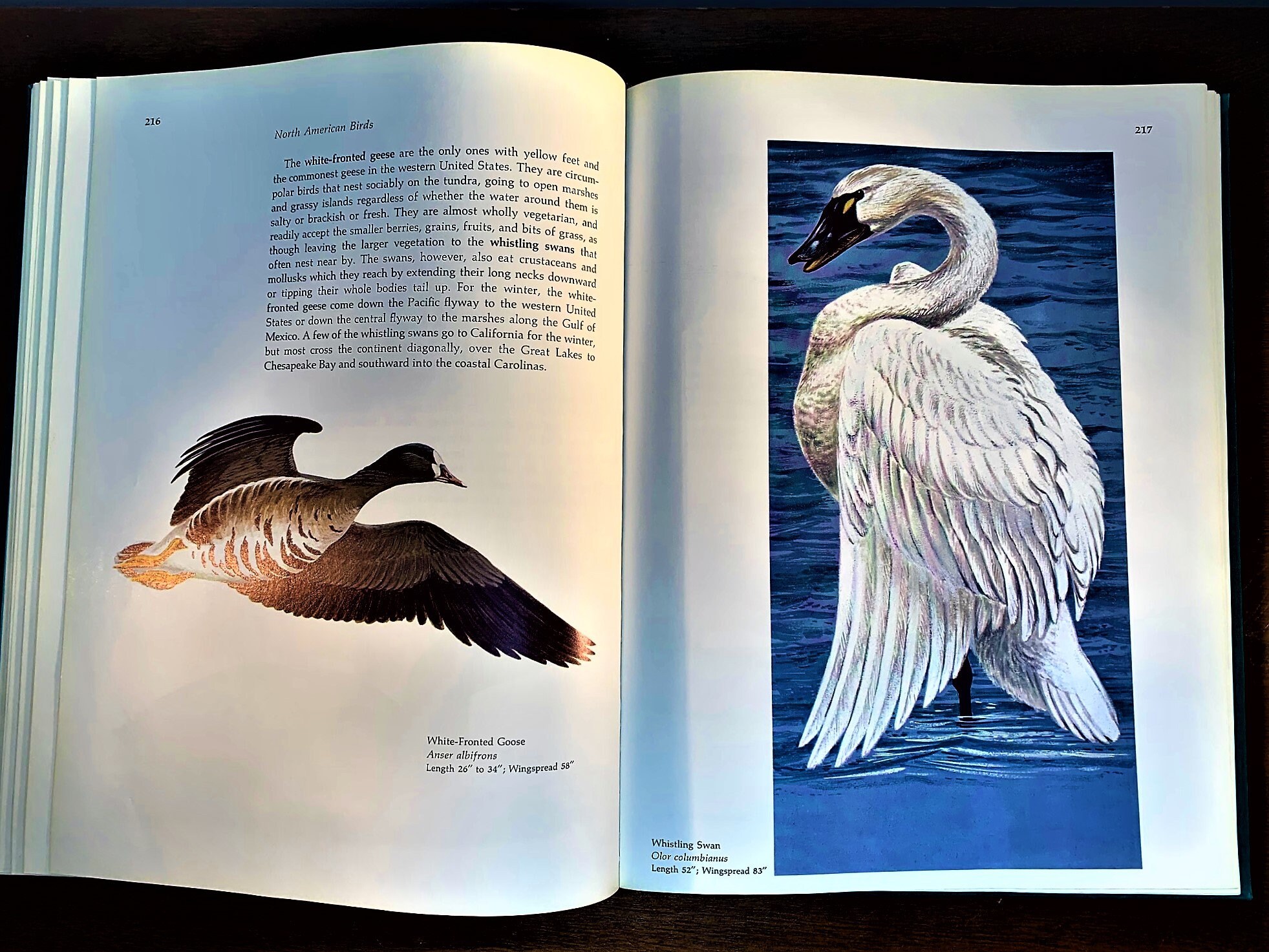 North American Birds by Lorus & Margery Milne Paintings by - Etsy