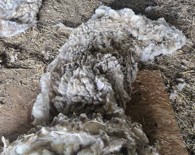 2025 Whole Merino Fleece ~4lbs 3" Staple Unwashed - Etsy