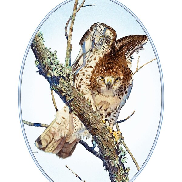 Hawk Greeting Card - Etsy