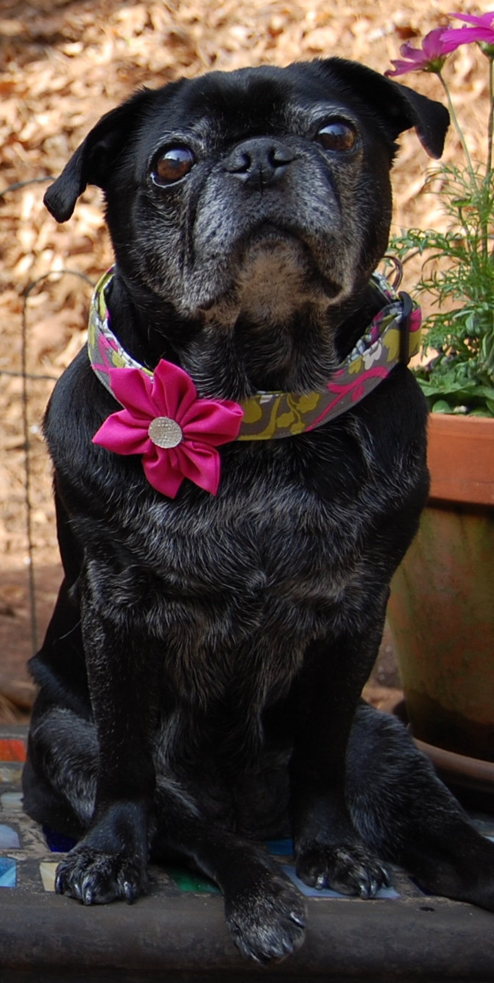 Solid Posh Pooch Petal - Etsy