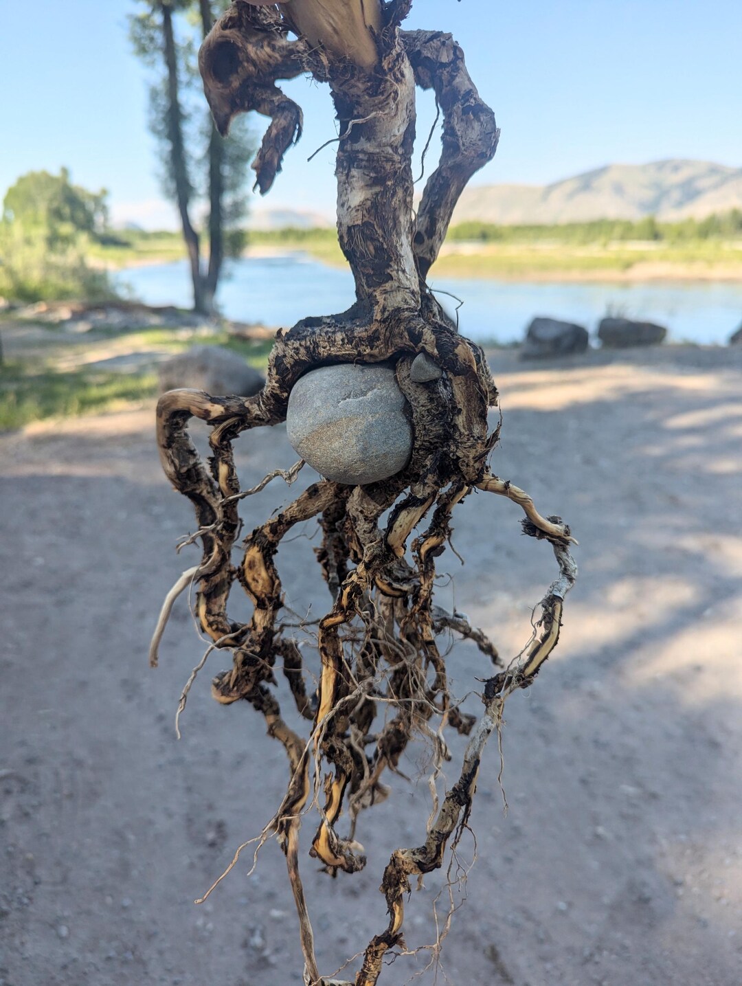 Rare Driftwood Roots W/ Embedded Stone 20in Long, Terrarium or Aquarium ...