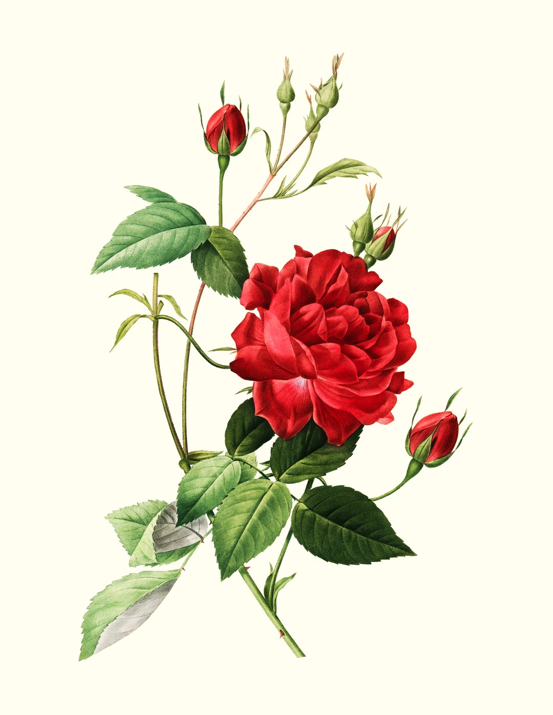 TWO Vintage Rose Prints. Vintage Red Rose and Vintage White Rose - Etsy