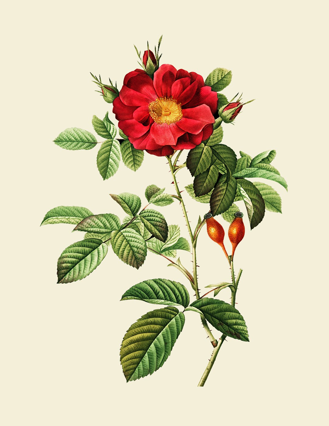 TWO Vintage Rose Prints: Rosa Damascena & Rosa Centifolia Simplex - Etsy