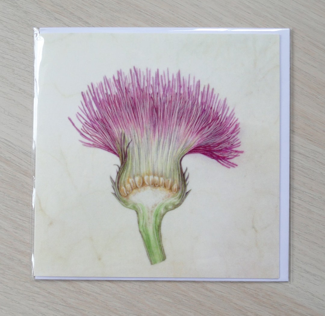 Plume Thistle Card Set x4 Cards - Etsy