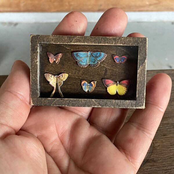 Butterfly Display Case - Etsy Australia
