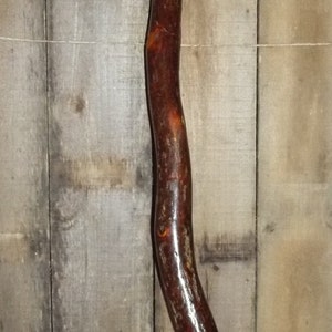 SASSAFRAS WALKING STICK 37 1/2" Tall - Etsy
