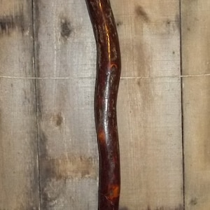 SASSAFRAS WALKING STICK 37 1/2" Tall - Etsy