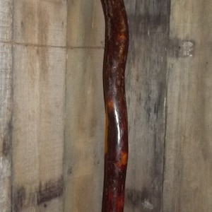SASSAFRAS WALKING STICK 37 1/2" Tall - Etsy