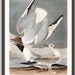 Bonapartian Gull Print, Vintage Bird Illustration, Beach Cottage Decor ...