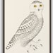 Snowy Owl Print, Bird Print, Bird Vintage Illustration, Large Wall Art ...