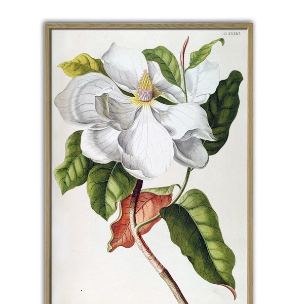 Large Scale Botanical Art - Etsy