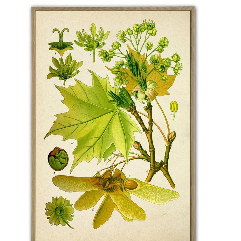 Maple Leaf Print - Etsy
