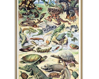 Reptiles Science Poster - Etsy