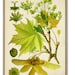 Maple Leaves Print, Kitchen Wall Decor, Botanical Illustration, Types ...