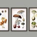 Set of 3 Mushroom Print - Mushroom Wall Art - Botanical Poster - Forest ...