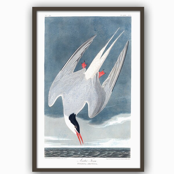 Sea Tern - Etsy