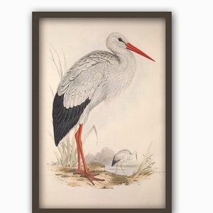 Stork Birds Art Print, Bird Wall Art Print, Antique Bird Illustration ...