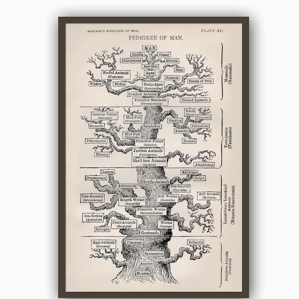 Human Evolution Poster - Etsy