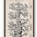 Evolution Man Tree Print - Tree of Life Print - Wall Art Decor ...