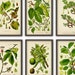 Tree Print Set of 6 Wall Art Decor Botanical Print Large Scale Green ...