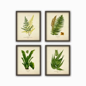Plant Wall Art Print Set of 4 Botanical Illustration Home - Etsy