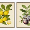 Rare Botanical Posters Set of 4 Botanical Prints Botanical Kitchen ...