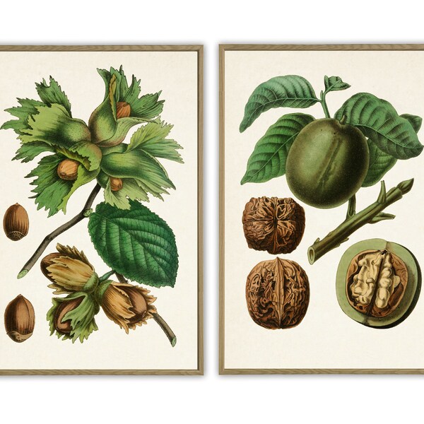 Hazelnut Illustration - Etsy