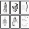 Dinosaur Skeleton Poster Paleontology Science Print Anatomy Wall Decor ...