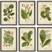 Rustic Botanical Illustration Flowers Prints Wall Art Print Vintage ...
