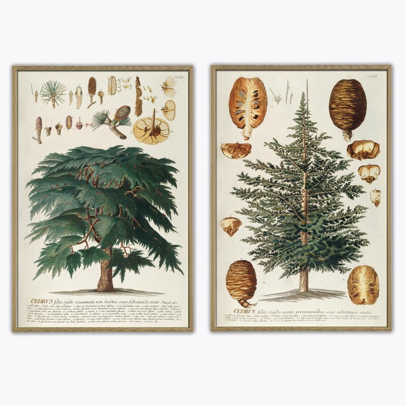 Cedar Prints - Etsy