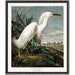 Large Bird Print, Wall Art Decor, Vintage Illustration by Audubon ...