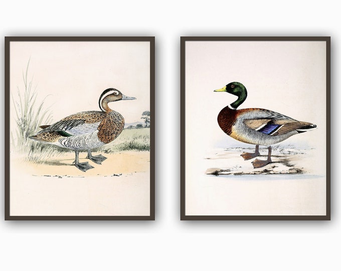 Black Duck Print, Antique Bird Painting, Vintage Drawing Poster Wall ...