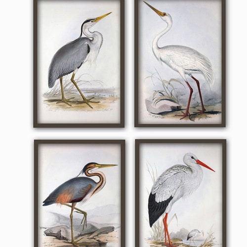 Large Birds Prints Set of 6 Wall Art Decor Ornithology - Etsy
