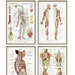 Human Anatomy Print Set, Medical Science Print Set of 4 - Etsy