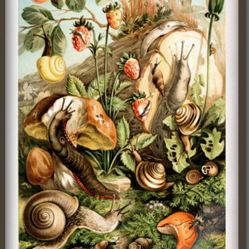 Snail Art Print - Etsy