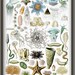 Marine Biology Print, Bathroom Decor Poster, Oceanography Print ...