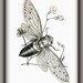 Cicada Insect Art Print Vintage Painting Print Entomology - Etsy