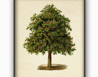 Chestnut Tree Art Print Home Decor Tree Antique Botanical | Etsy