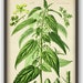 Nettle Print, Botanical Illustration, Green Plant Wall Art, Large Wall ...