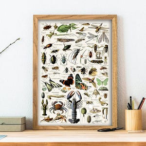 Science Print - Insect Poster - Sea Animals Print - Wall Art Decor ...
