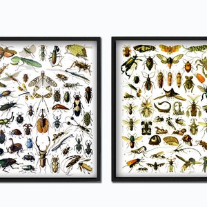 Insects Print Set of 2, Large Wall Decor, Science Poster, Entomology ...