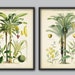 Rare Botanical Posters Set of 4 Botanical Prints Botanical Kitchen ...