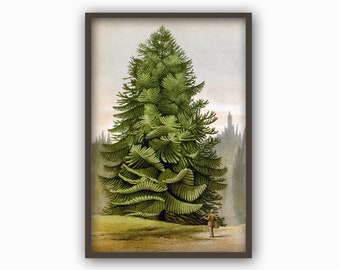 Pine tree print | Etsy