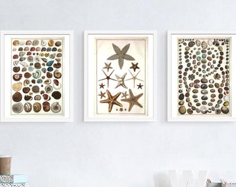 Vintage Seashells Posters Set DIGITAL DOWNLOAD. Set of 12 Printable ...