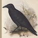 Carrion Crow Print Raven Birds Vintage Illustration Bird Wall Art ...