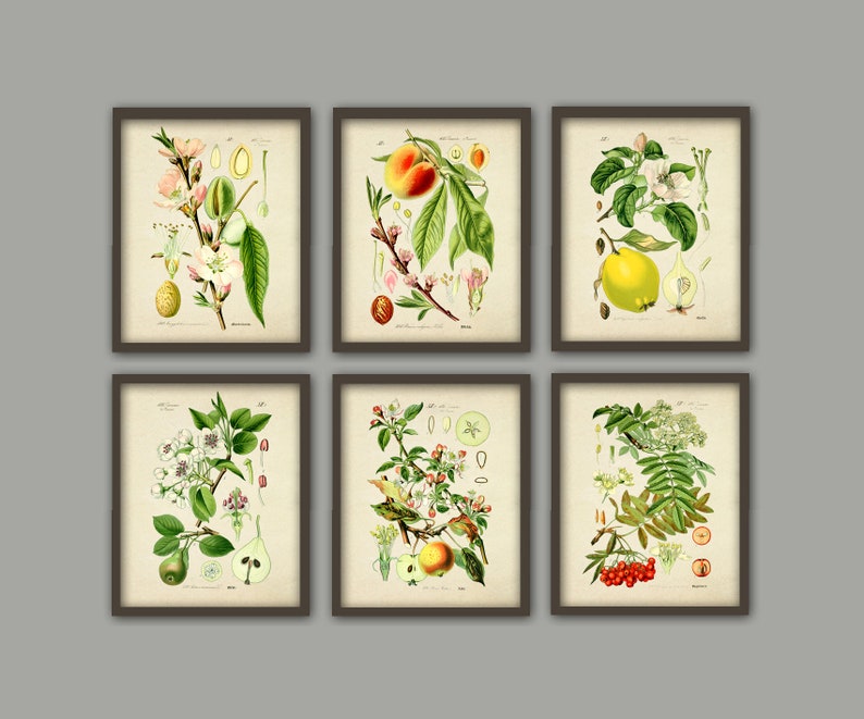 Fruit Print Set Fruit Botanical Wall Decor Fruit Kitchen - Etsy