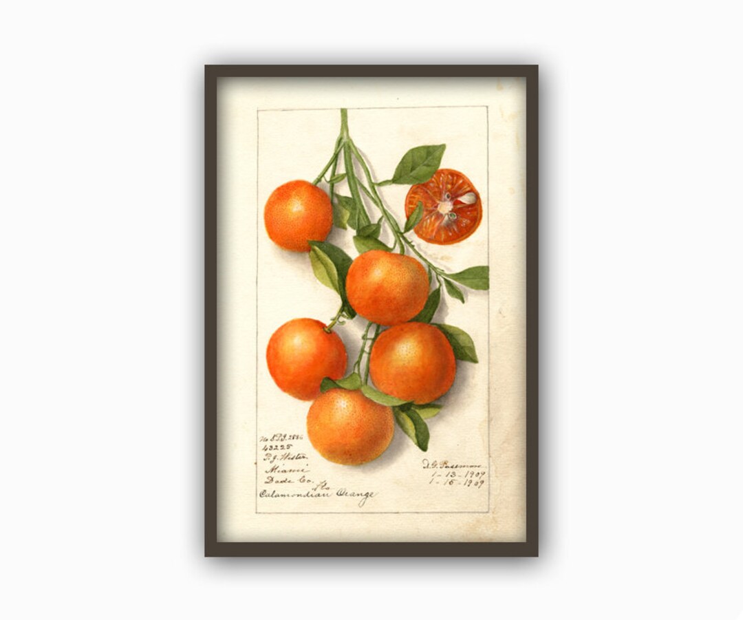 Orange Fruit Print, Kitchen Decor, Citrus Wall Decor, Orange Wall Art ...