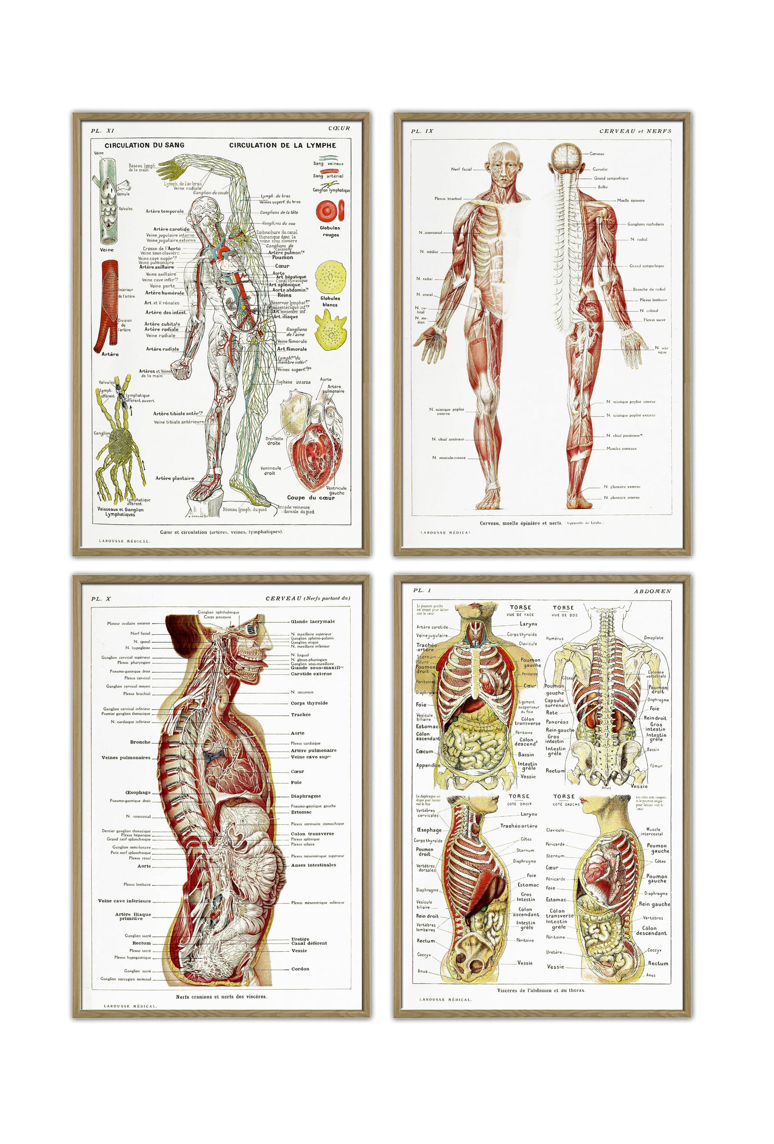 Human Anatomy Print Set Medical Science Print Set of 4 - Etsy