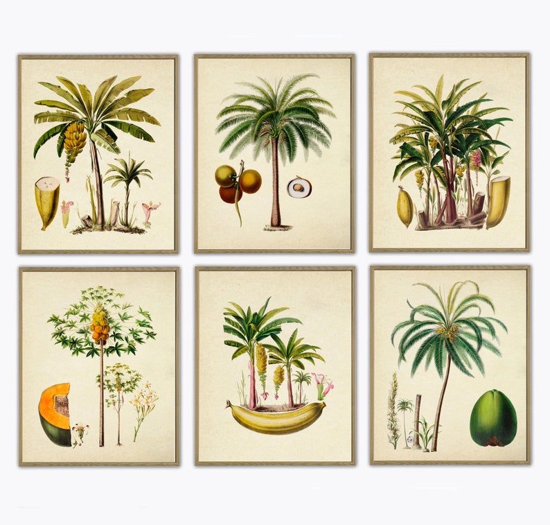 Palm Tree Print Set of 6, Tropical Plants, Large Botanical Illustration ...