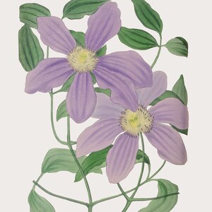 Flower Print Set, Flower Wall Art, Botanical Wall Art Decor, Flowers ...